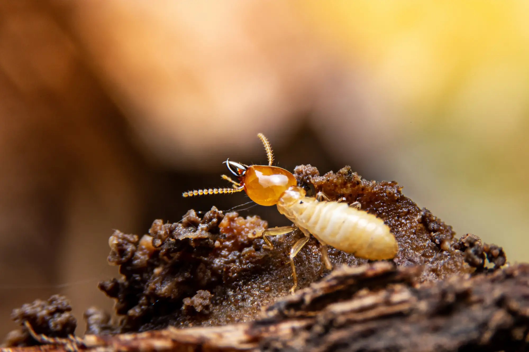 How Long Do Termite Bait Stations Last? | HTP Termite and Pest Control